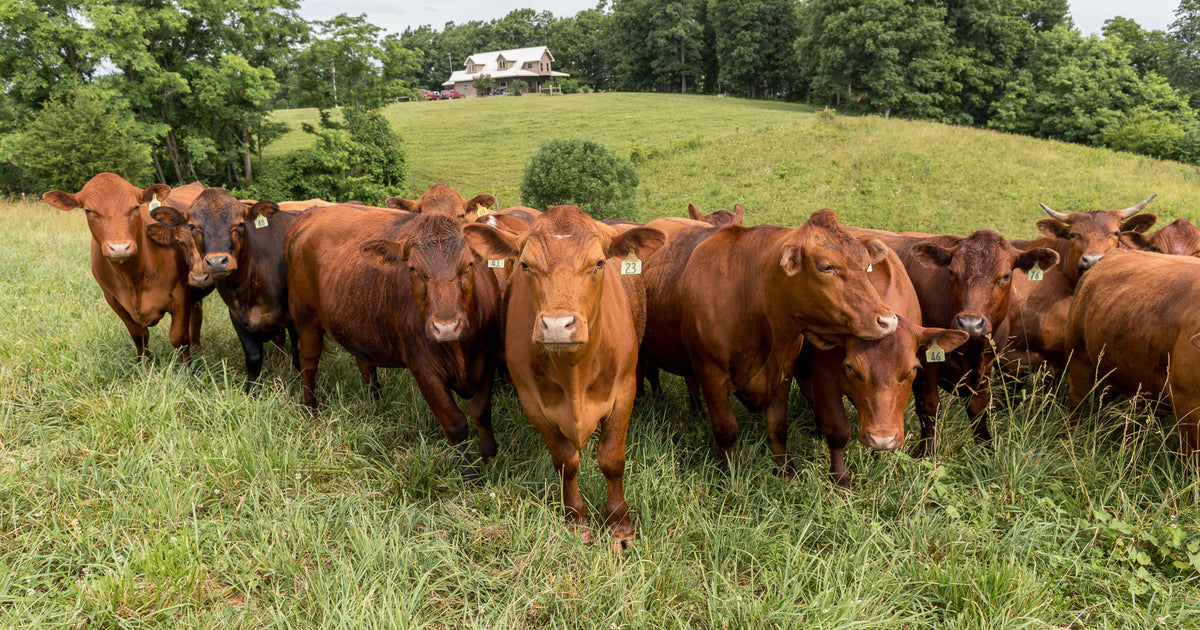 Why Grass Roots? With our Head of Farm Operations, Rodger – Grass Roots ...