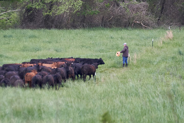 What Is Regeneratively-Raised Beef? 6 Characteristics – Grass Roots ...