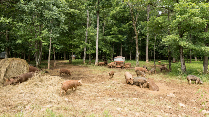 Humanely Handled Meat: Ethical Farm Animal Care & Harvesting – Grass ...