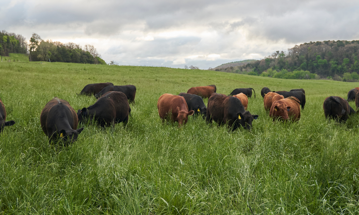 Buy Grass Fed Meat Online | Healthy, Pastured Meats Delivered – Grass ...