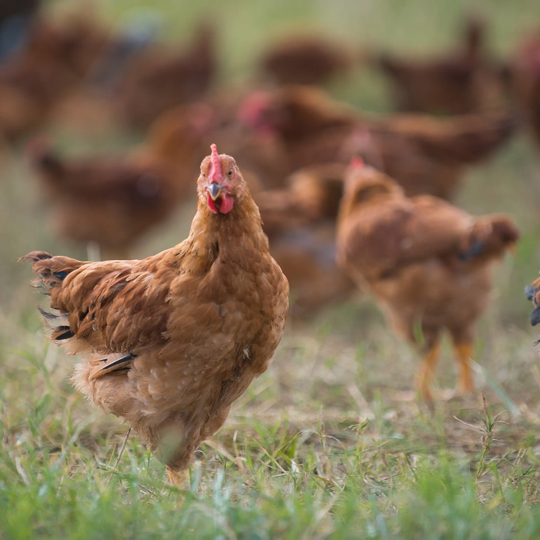 Heifer USA - Creating Healthy, Regenerative Farms with GRFC – Grass ...